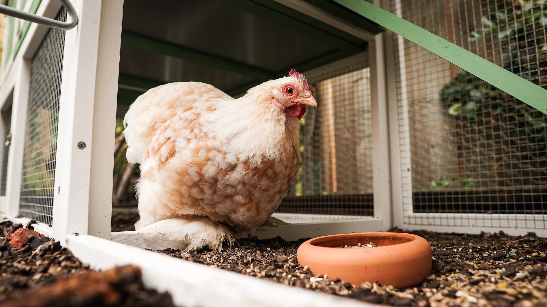 Kippenhok kopen of zelf bouwen - Alles over dieren in en om het huis